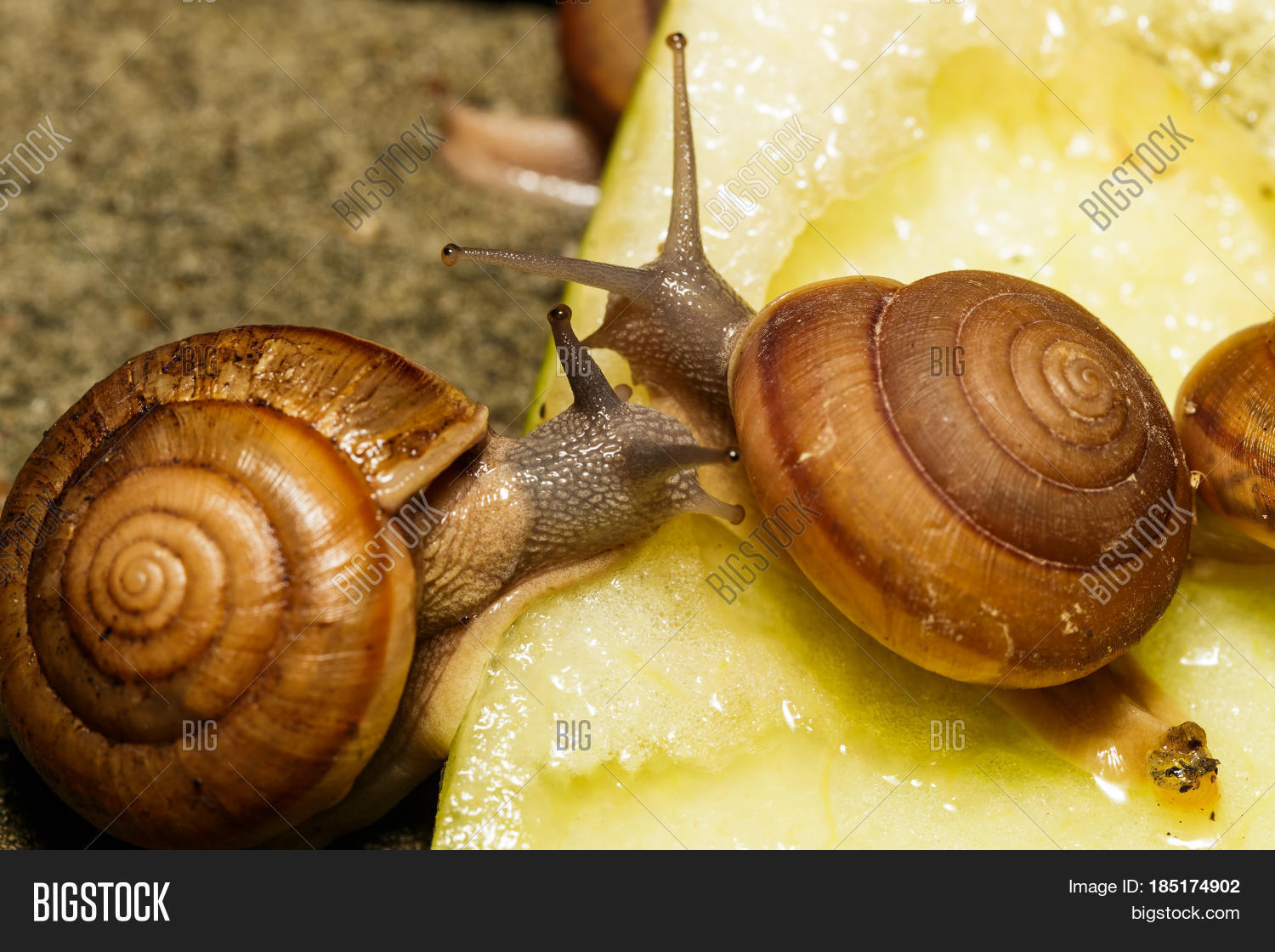Snail Eating Fruit Image & Photo (Free Trial) | Bigstock