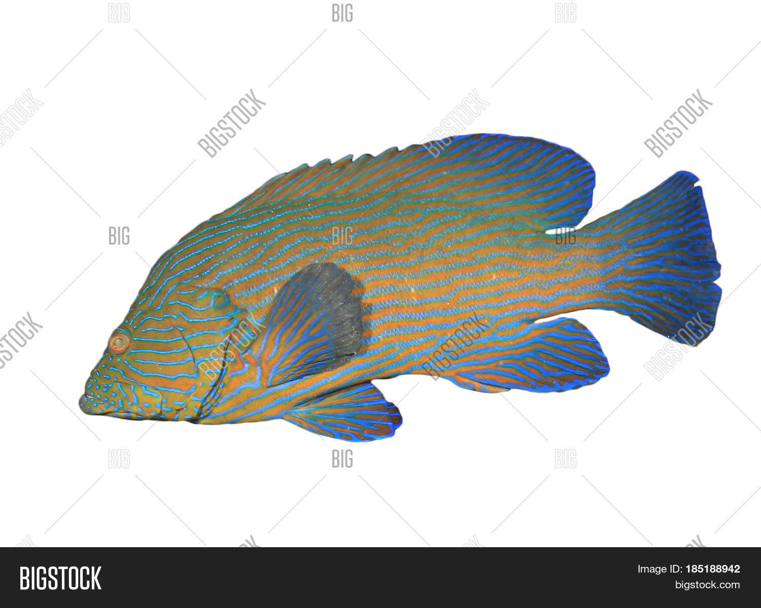 Blue-lined Grouper Image & Photo (Free Trial) | Bigstock