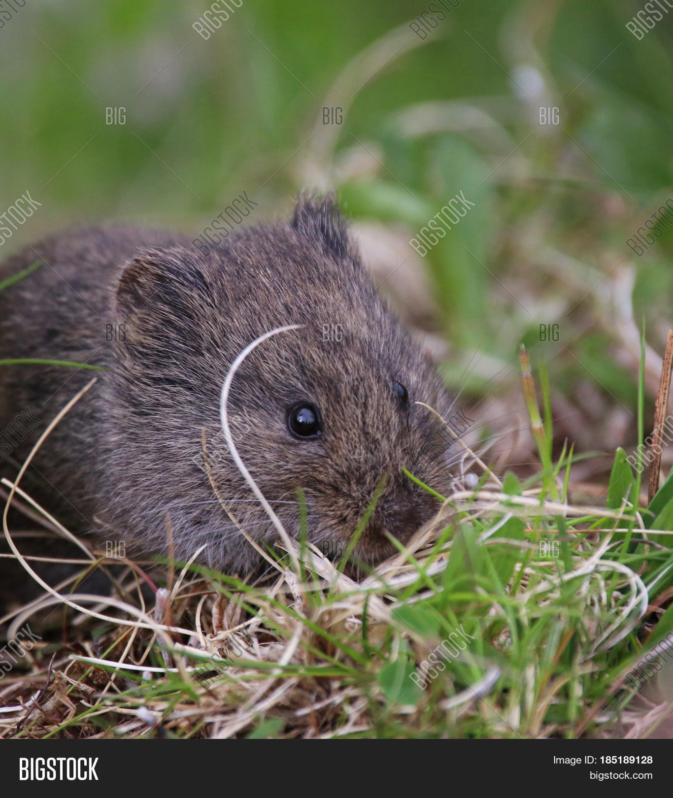 Cute Small Vole Eating Image & Photo (Free Trial) | Bigstock