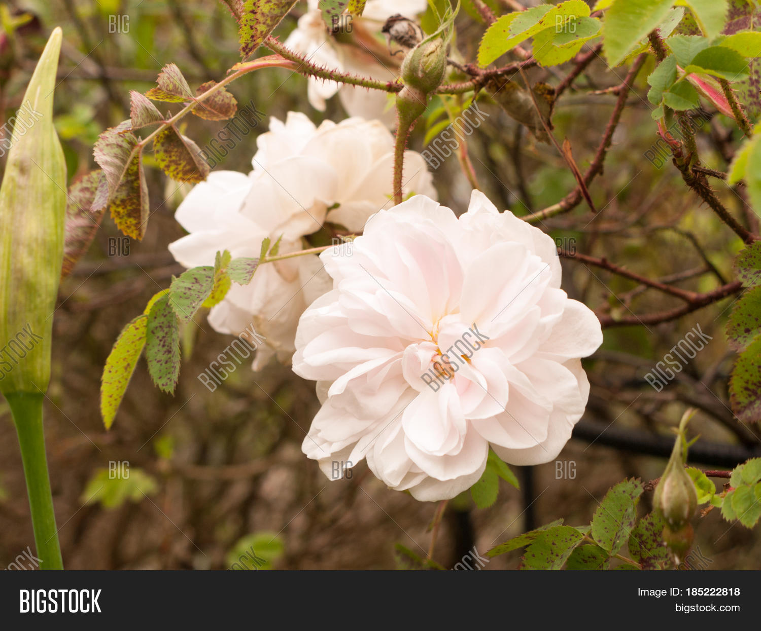 Lovely White Flower Image & Photo (Free Trial) | Bigstock