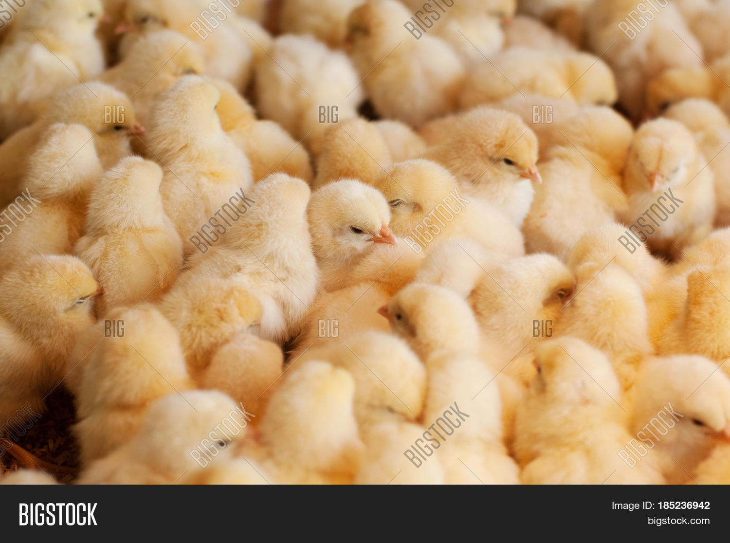 Baby Chicken Hatched Image & Photo (Free Trial) | Bigstock