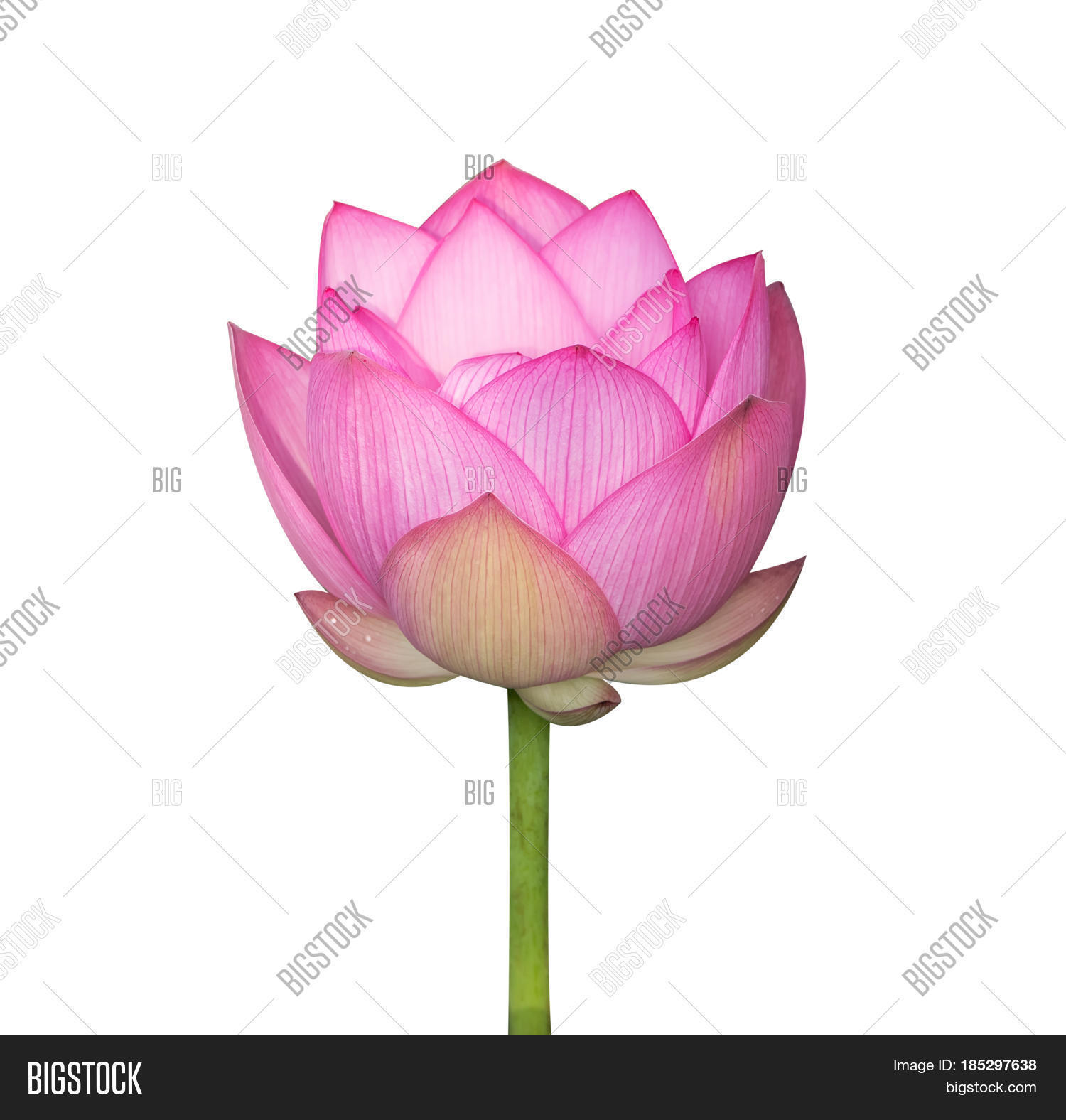 Lotus On Isolated Image & Photo (Free Trial) | Bigstock