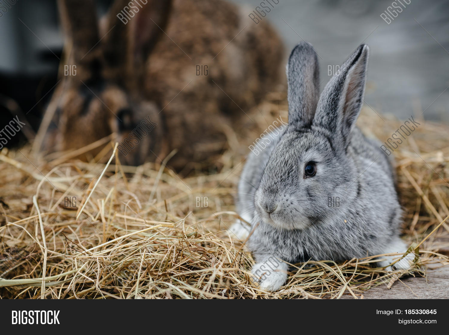 Nice Rabbit Close Image & Photo (Free Trial) | Bigstock