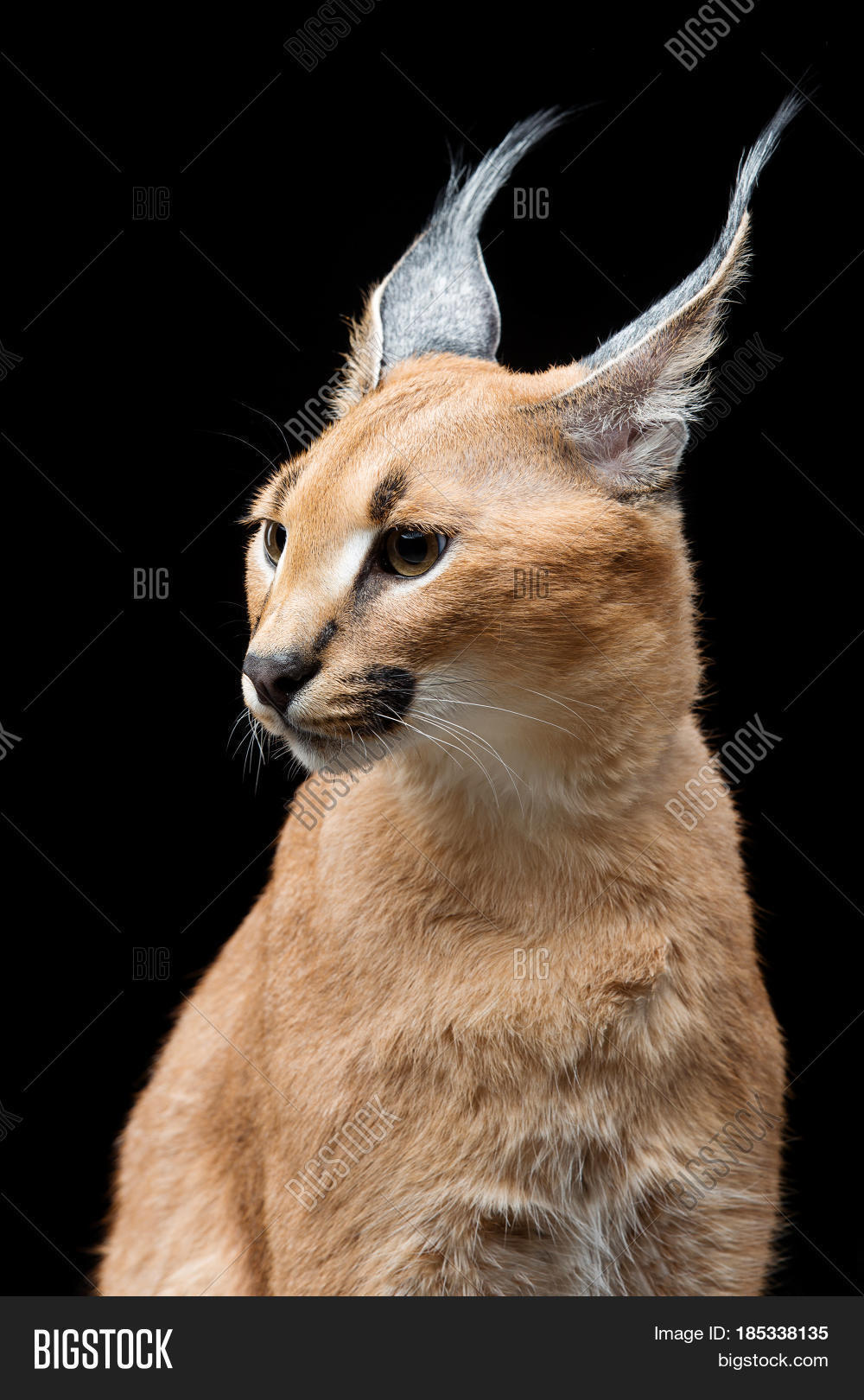 Beautiful Caracal Lynx Image & Photo (Free Trial) | Bigstock