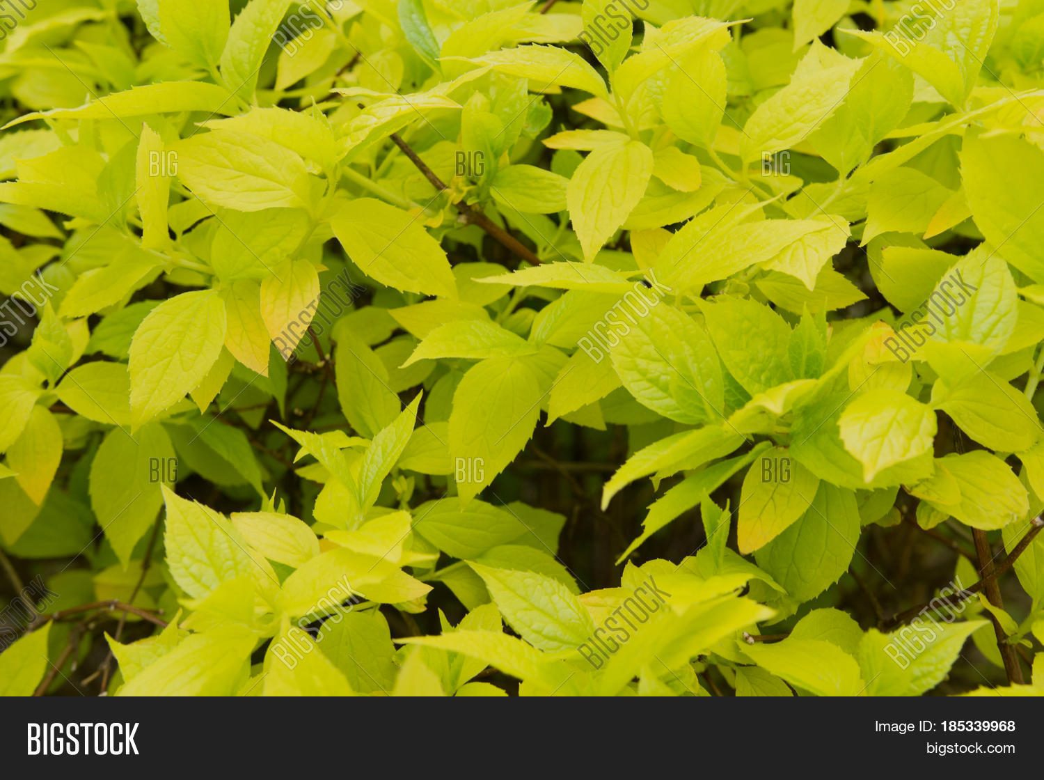Bright Green Bush Image & Photo (Free Trial) | Bigstock