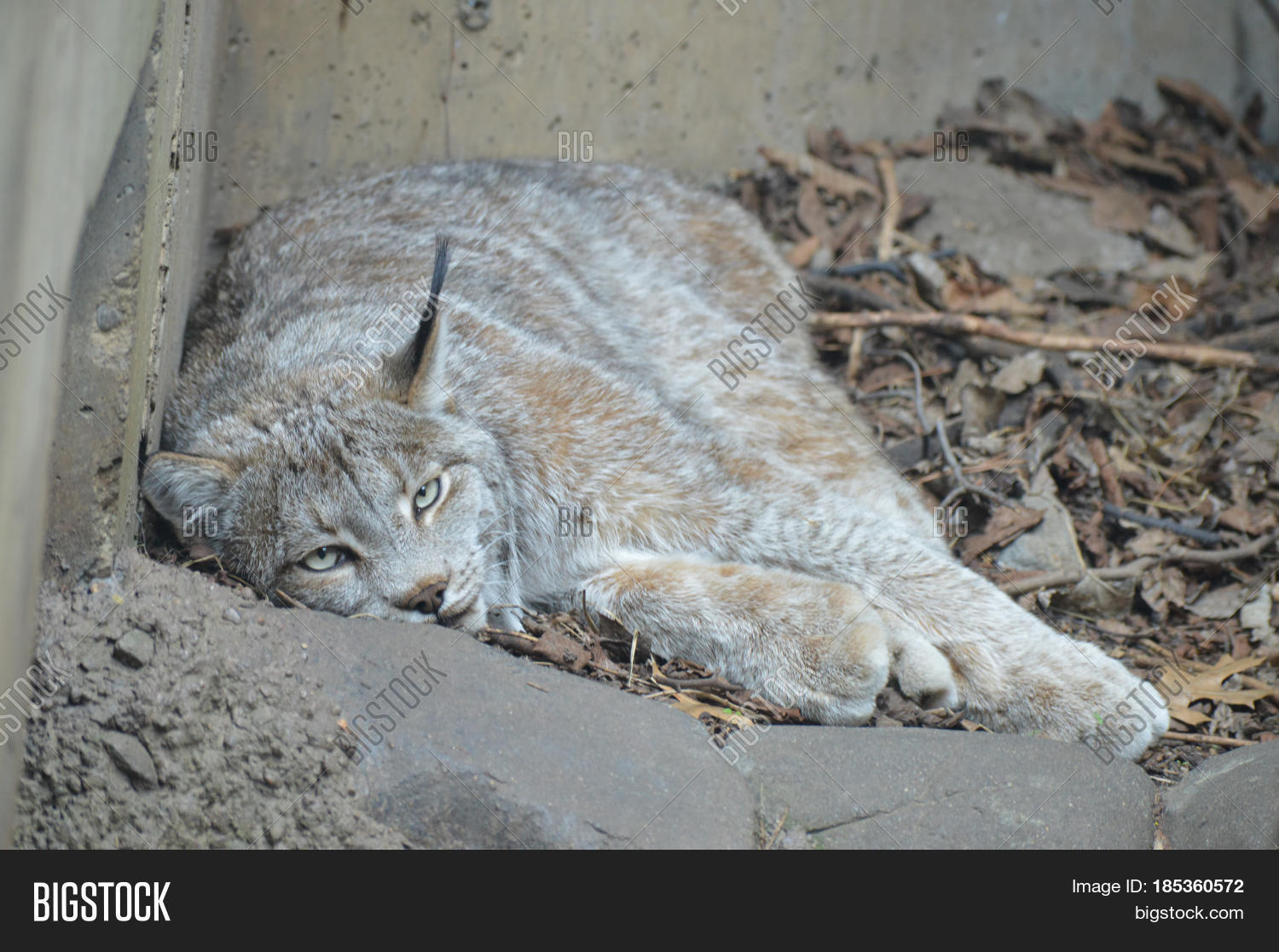 Canadian Lynx Laying Image & Photo (Free Trial) | Bigstock