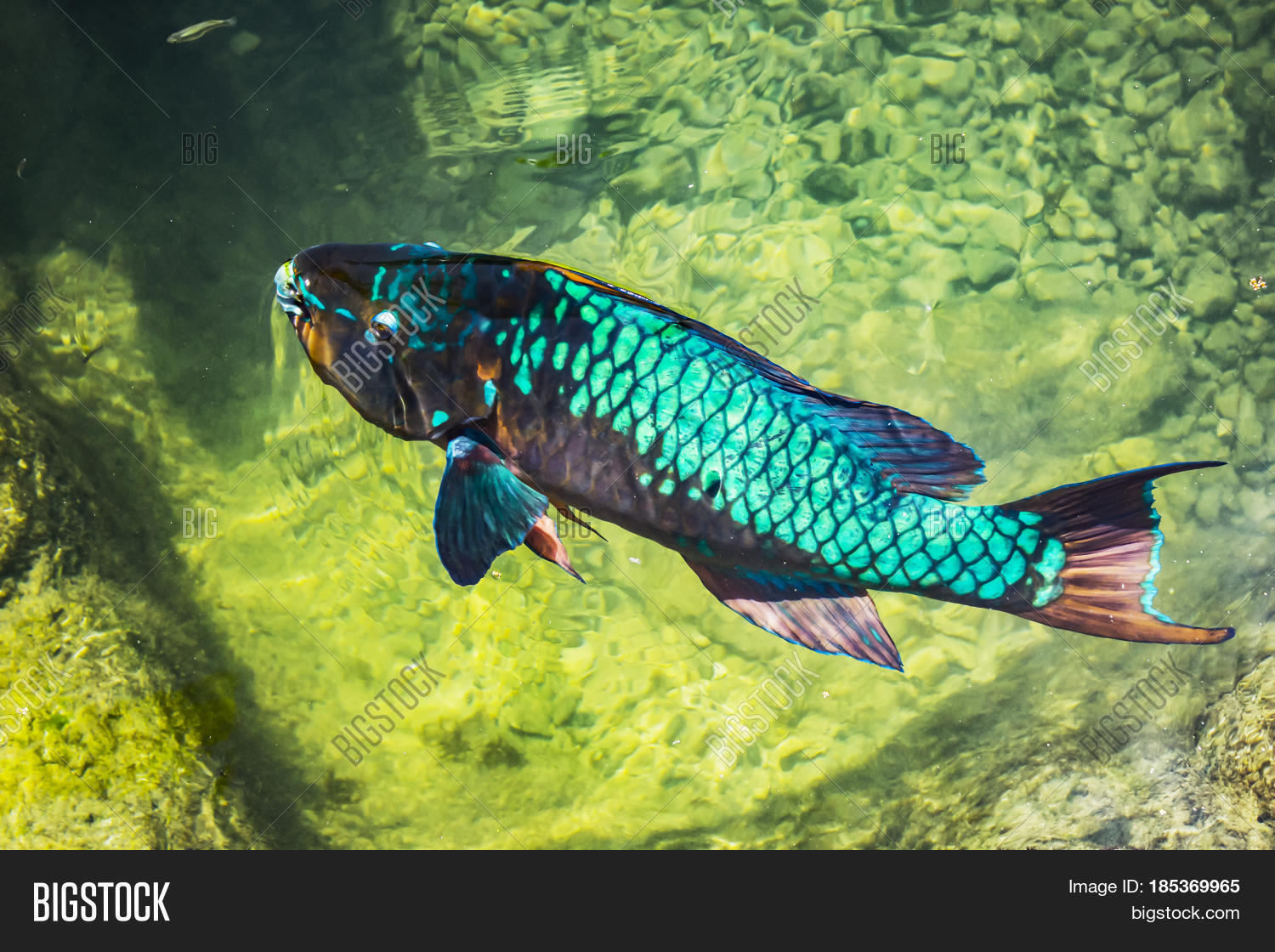 Parrot Fish Florida Image & Photo (Free Trial) | Bigstock