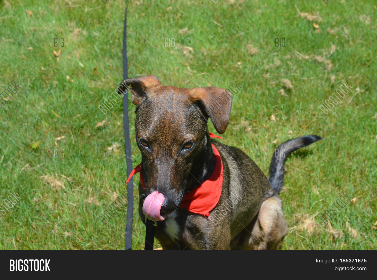 Sweet Cunucu Dog Image & Photo (Free Trial) | Bigstock