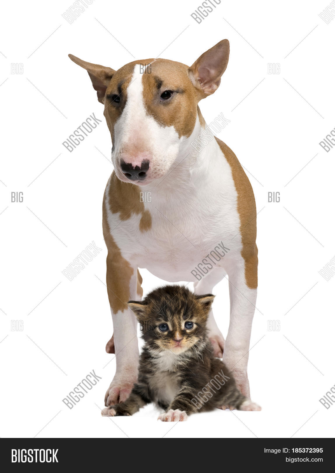 Bull Terrier Cat, Image & Photo (Free Trial) | Bigstock