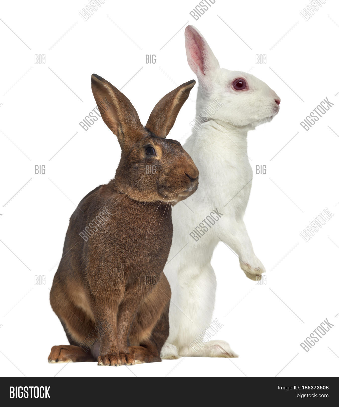 Belgian Hare White Image & Photo (Free Trial) | Bigstock