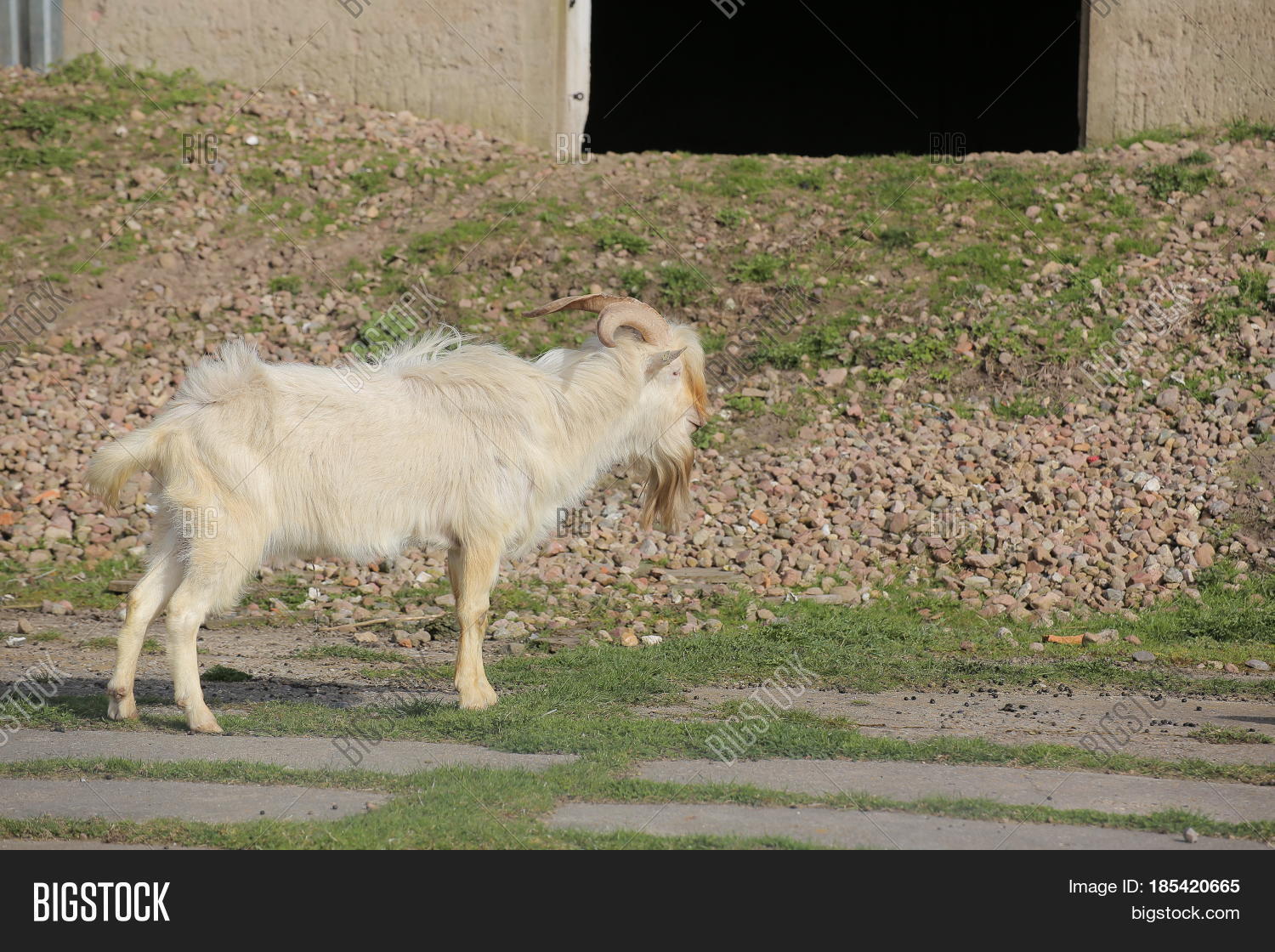 Side View Male Goat Image & Photo (Free Trial) | Bigstock