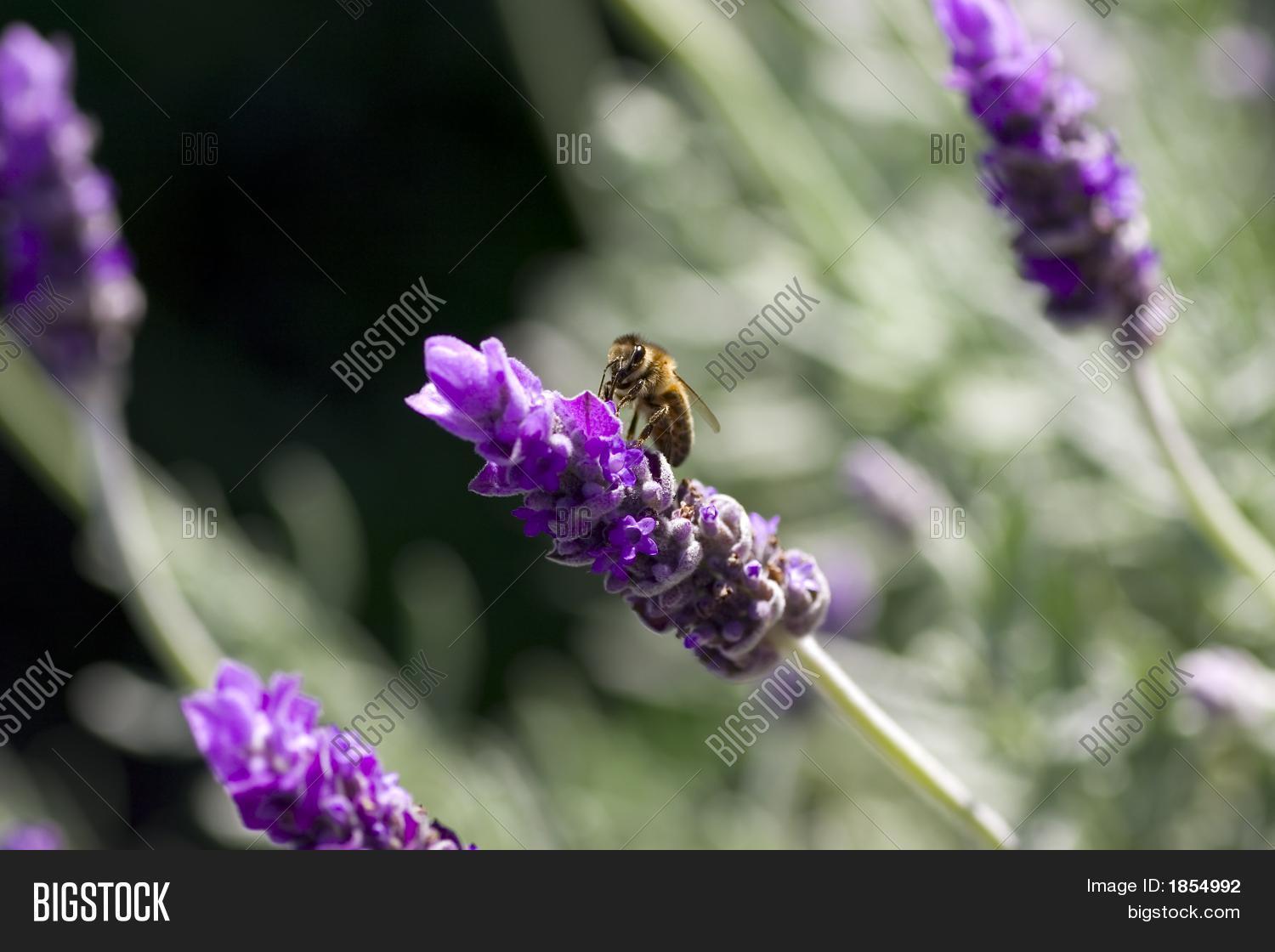 Lavender Bee Image & Photo (Free Trial) | Bigstock