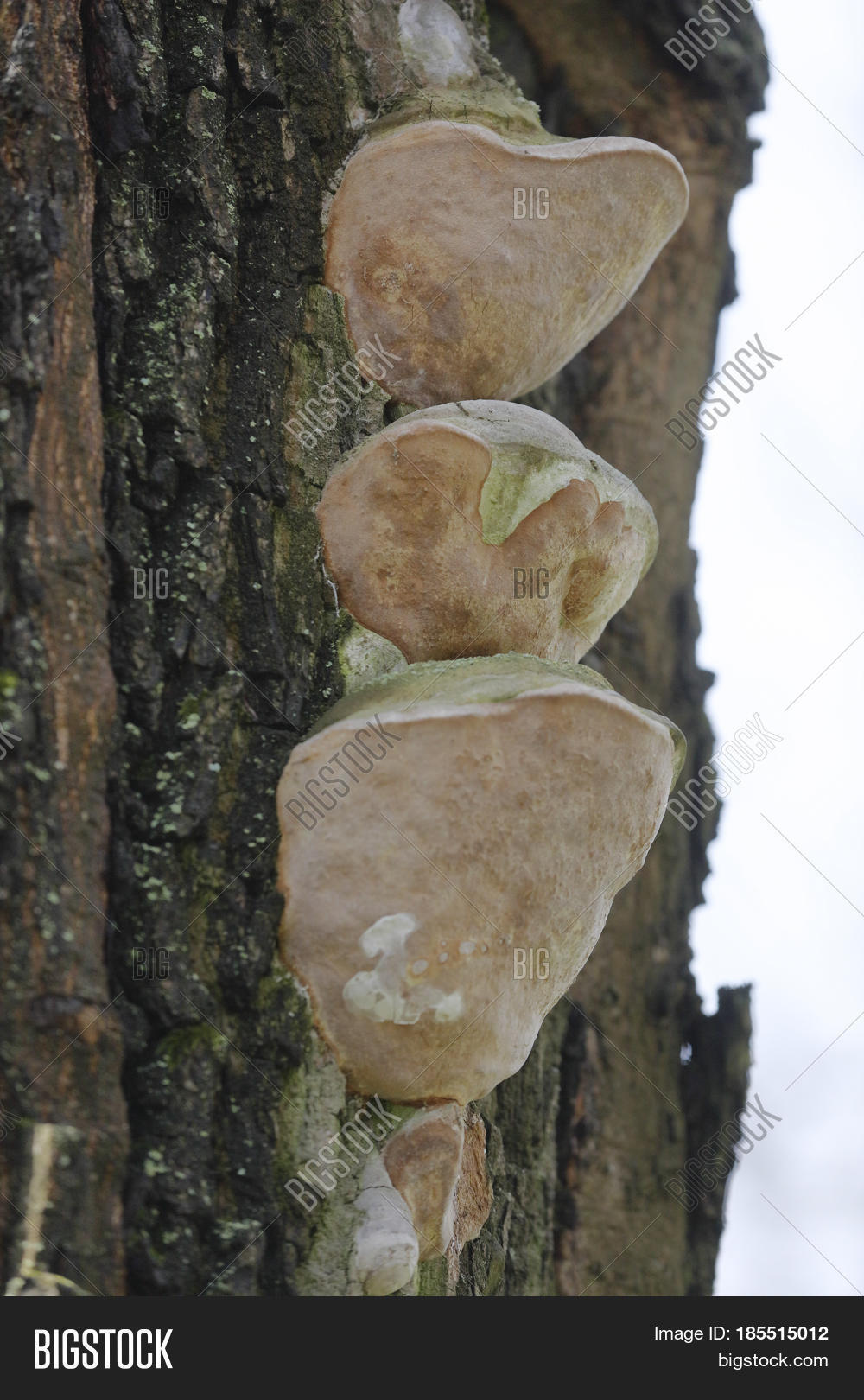 Shelf Fungus On Tree Image & Photo (Free Trial) | Bigstock