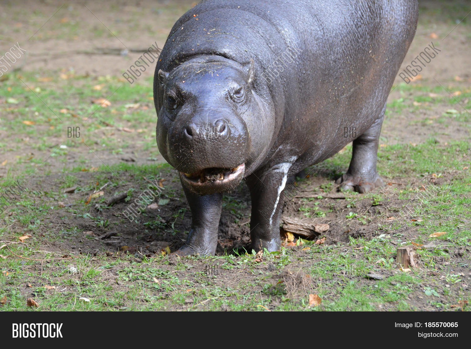 Pygmy Hippo His Mouth Image & Photo (Free Trial) | Bigstock