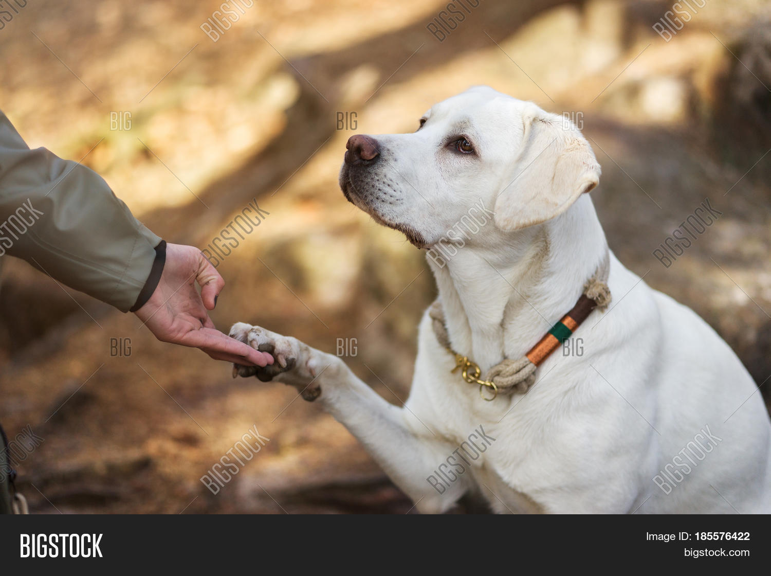 Labrador Retriever Dog Image & Photo (Free Trial) | Bigstock