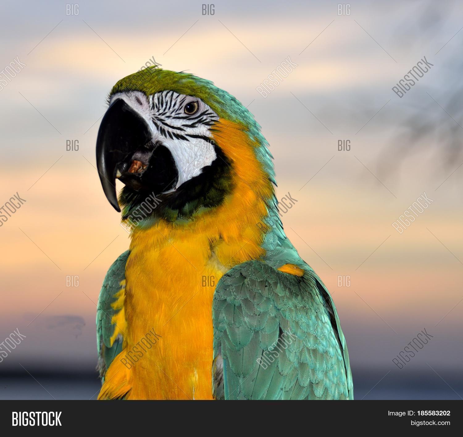 Multi Colored Macaw Image & Photo (Free Trial) | Bigstock