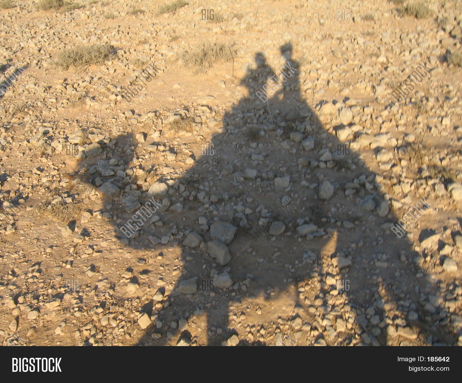 Camel Shadow Image & Photo (Free Trial) | Bigstock