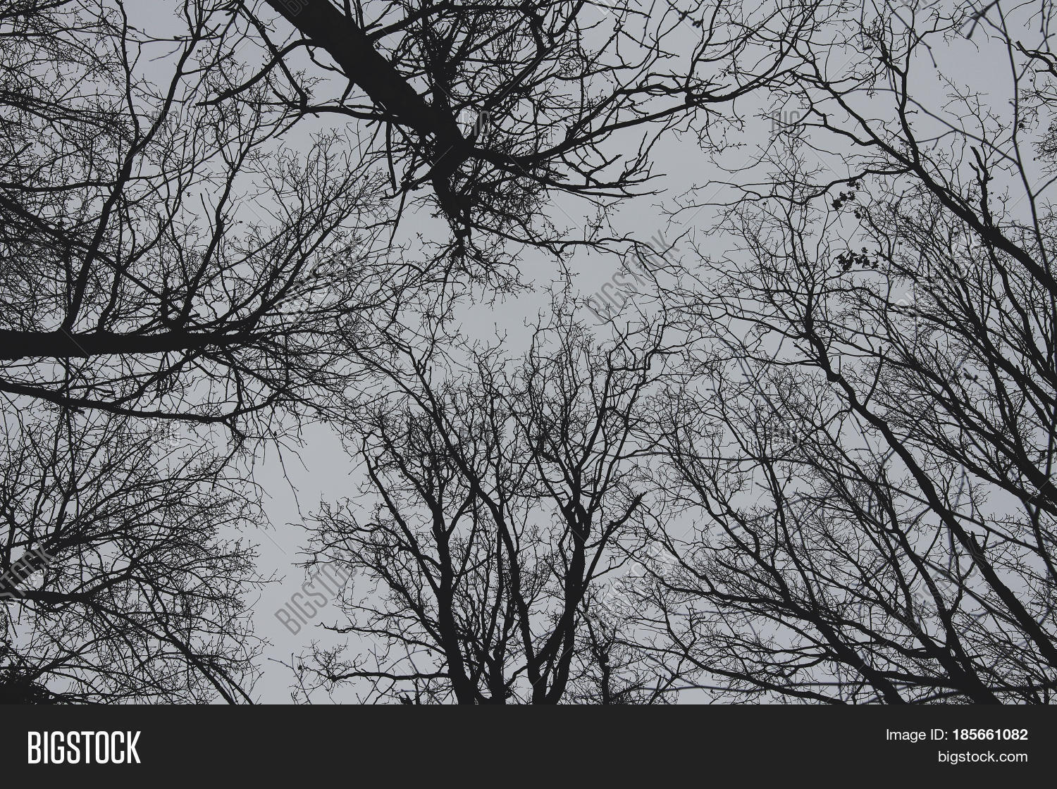 Texture Black Tree Image & Photo (Free Trial) | Bigstock