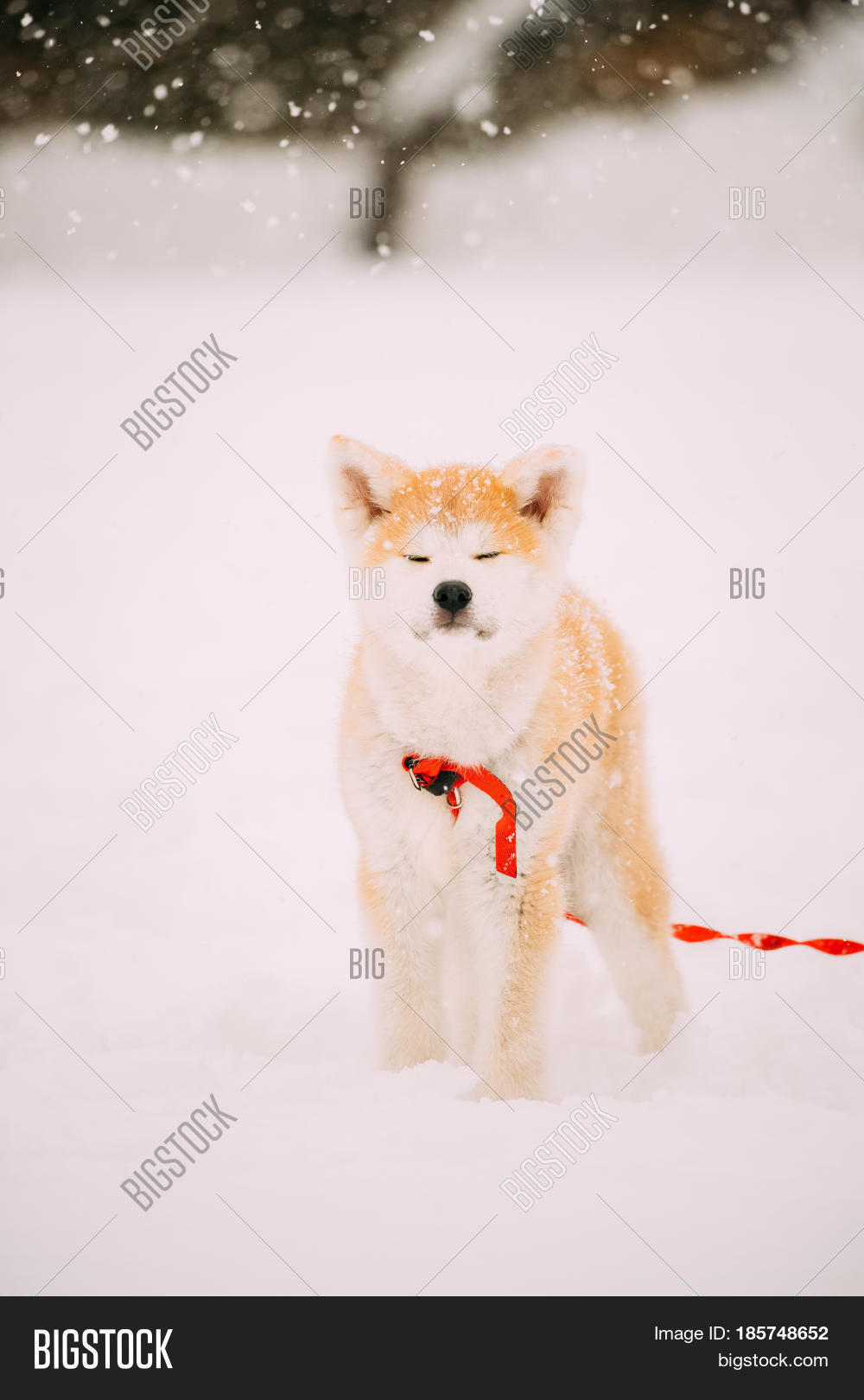 Beautiful Puppy Akita Image & Photo (Free Trial) | Bigstock