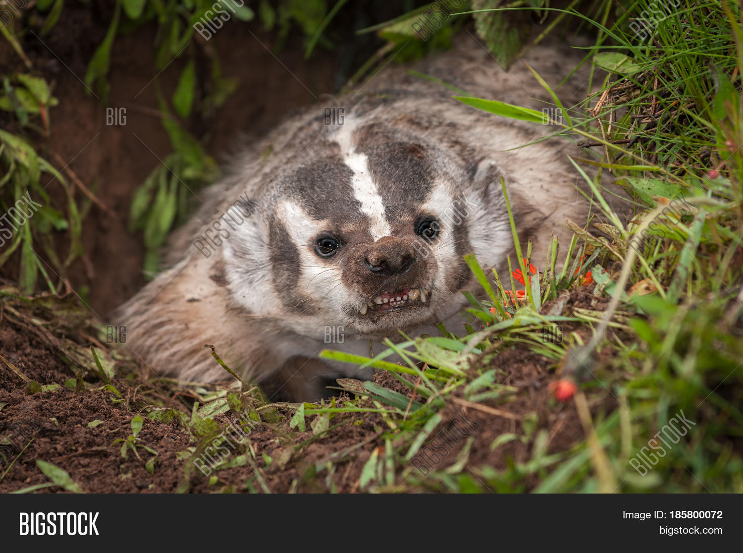 North American Badger Image & Photo (Free Trial) | Bigstock