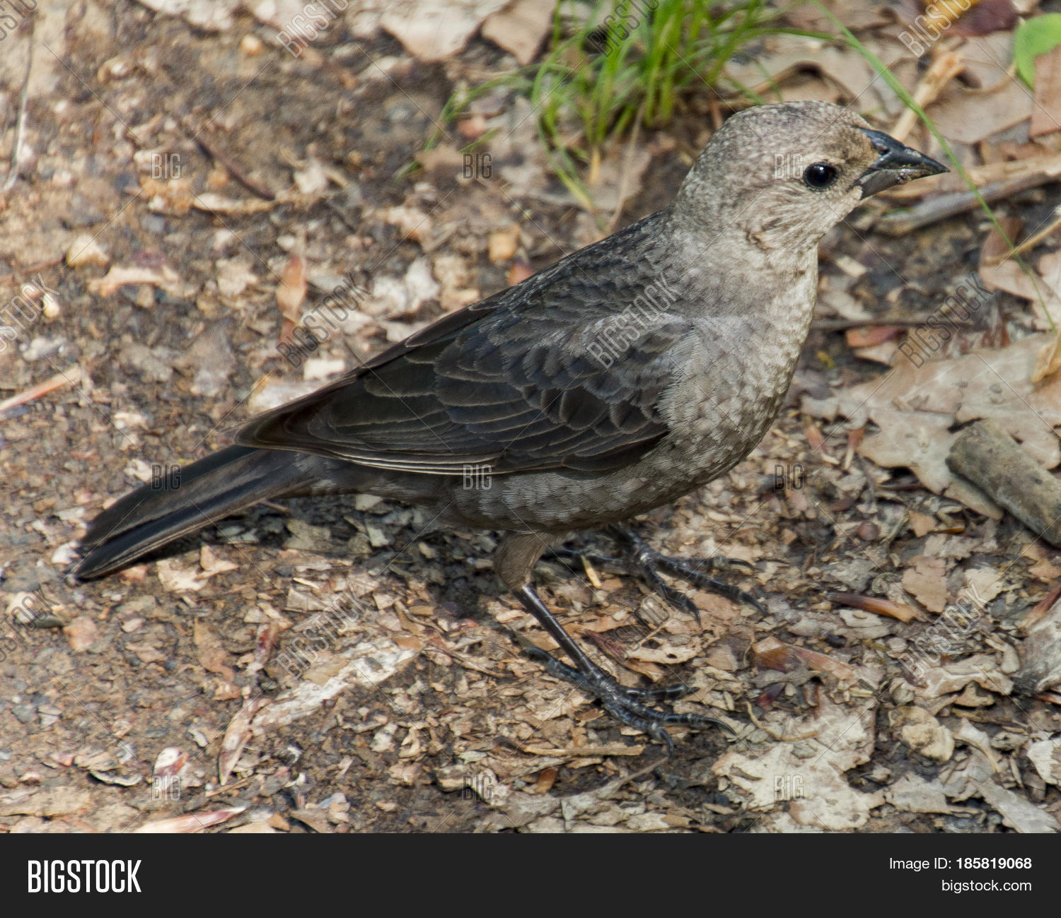 Small Bird Begging Image & Photo (Free Trial) | Bigstock