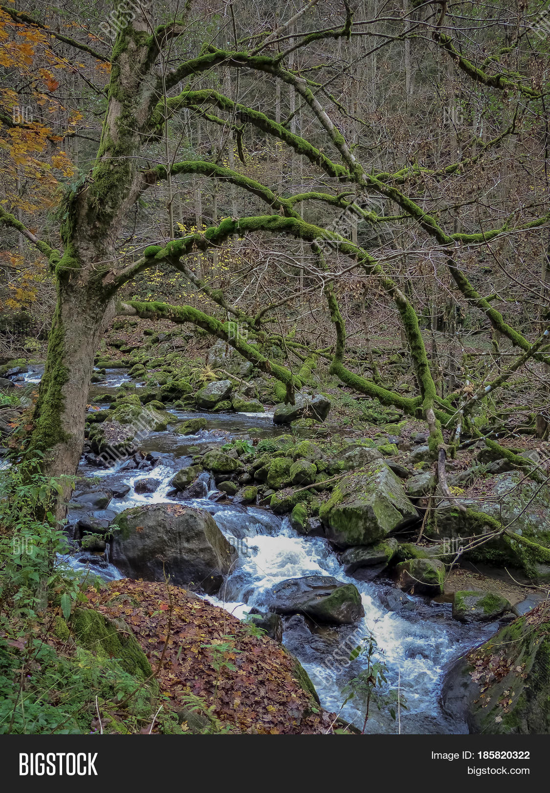 Stream Running Water Image & Photo (Free Trial) | Bigstock