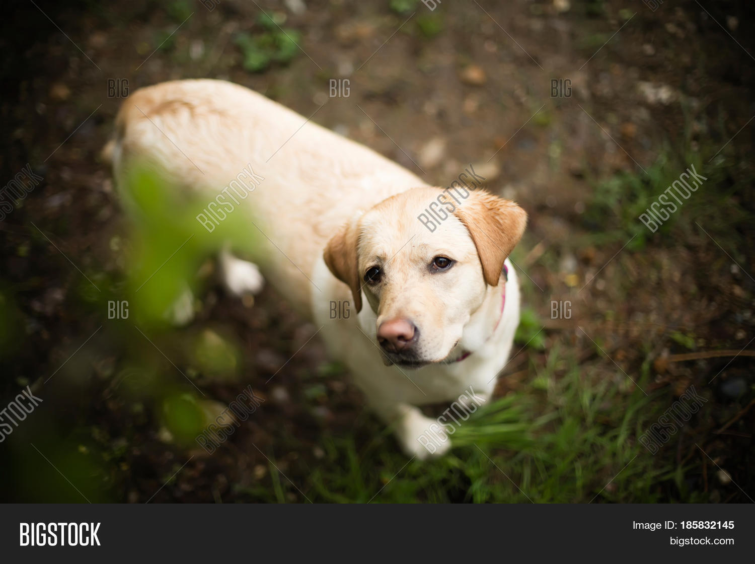 Yellow Lab Image & Photo (Free Trial) | Bigstock