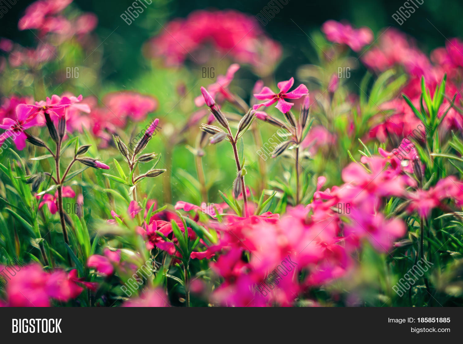 Pink Spring Flowers Image & Photo (Free Trial) | Bigstock