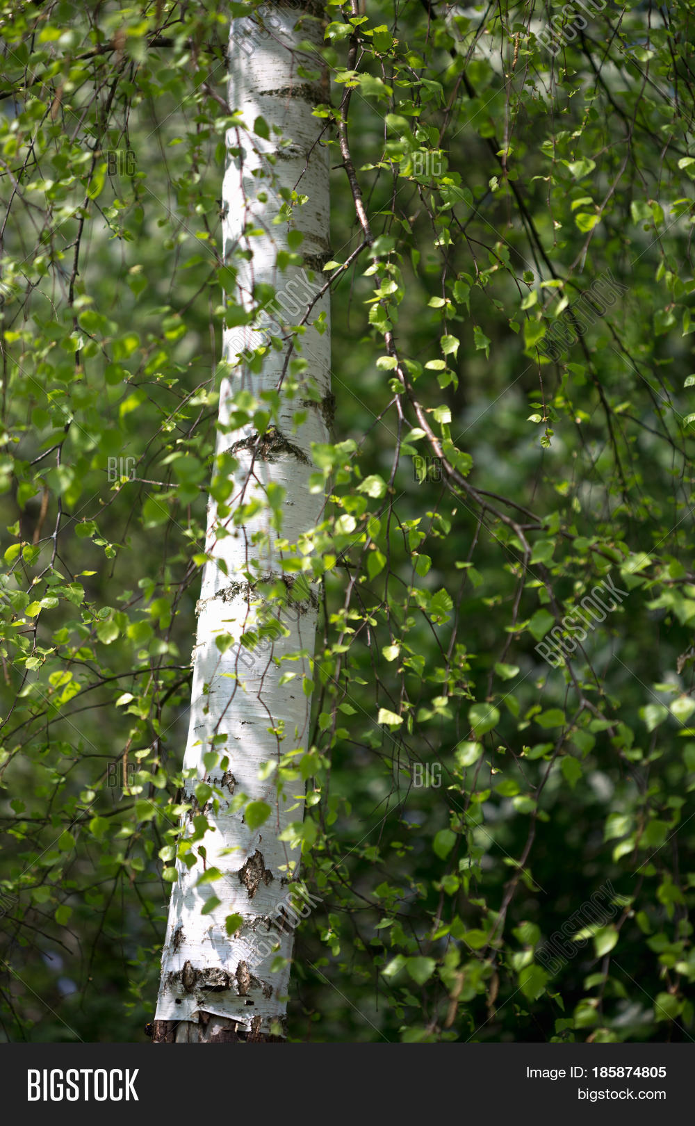 Trunk White Birch Image & Photo (Free Trial) | Bigstock