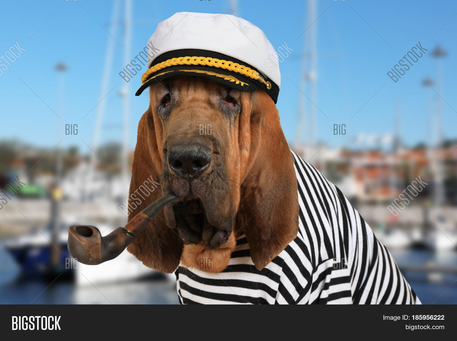 Purebred Bloodhound Image & Photo (Free Trial) | Bigstock