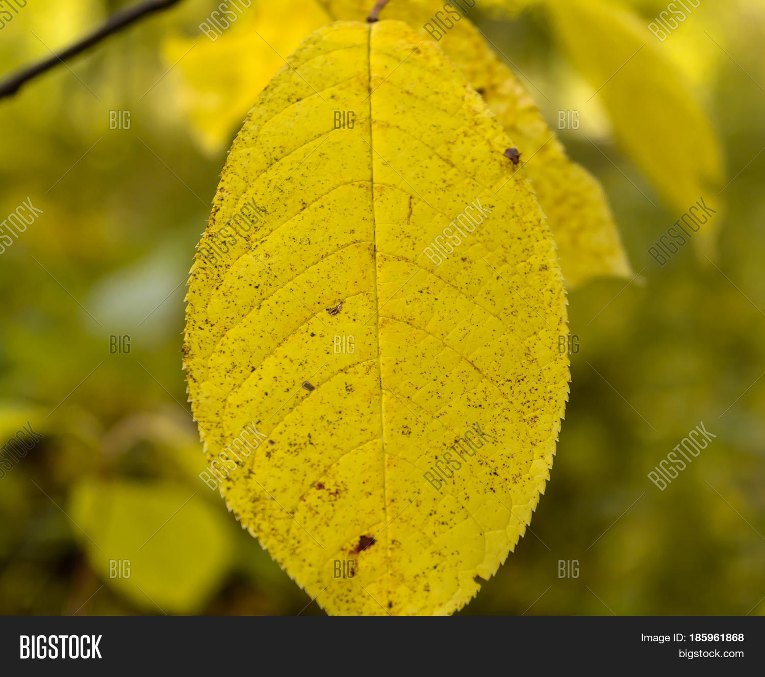 Autumn Early Autumn Image & Photo (Free Trial) | Bigstock