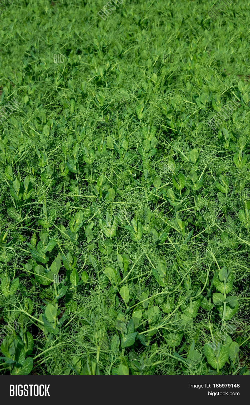 Fresh Pea Plants Early Image & Photo (Free Trial) | Bigstock