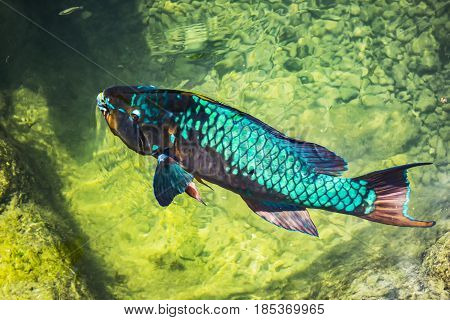 Parrot Fish Florida Image & Photo (Free Trial) | Bigstock