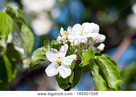 Beautiful Biting White Image & Photo (Free Trial) | Bigstock