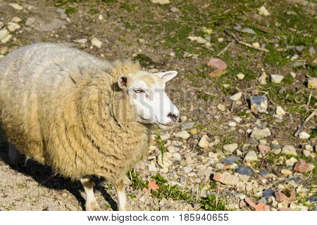 Domesticated Sheep On Image & Photo (Free Trial) | Bigstock