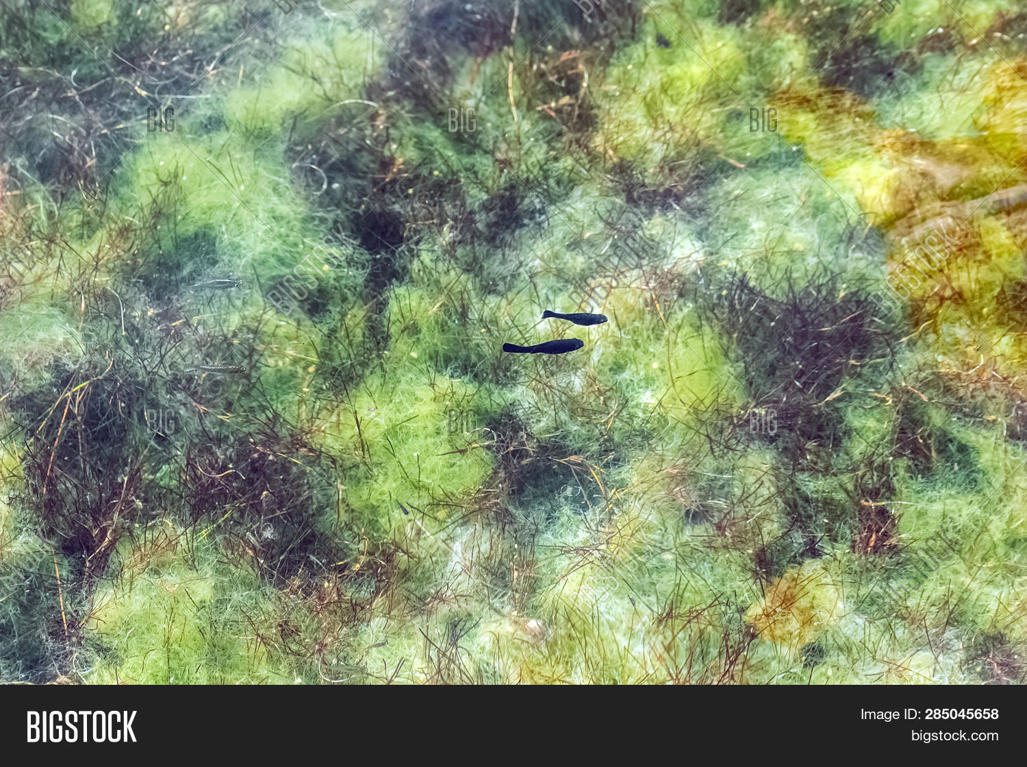 Image Two Black Fish Image & Photo (Free Trial) | Bigstock