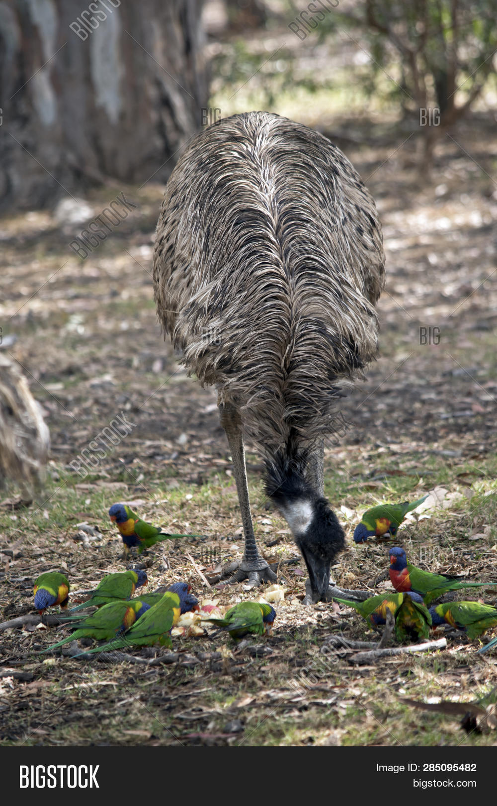 Australian Emu Sharing Image & Photo (Free Trial) | Bigstock