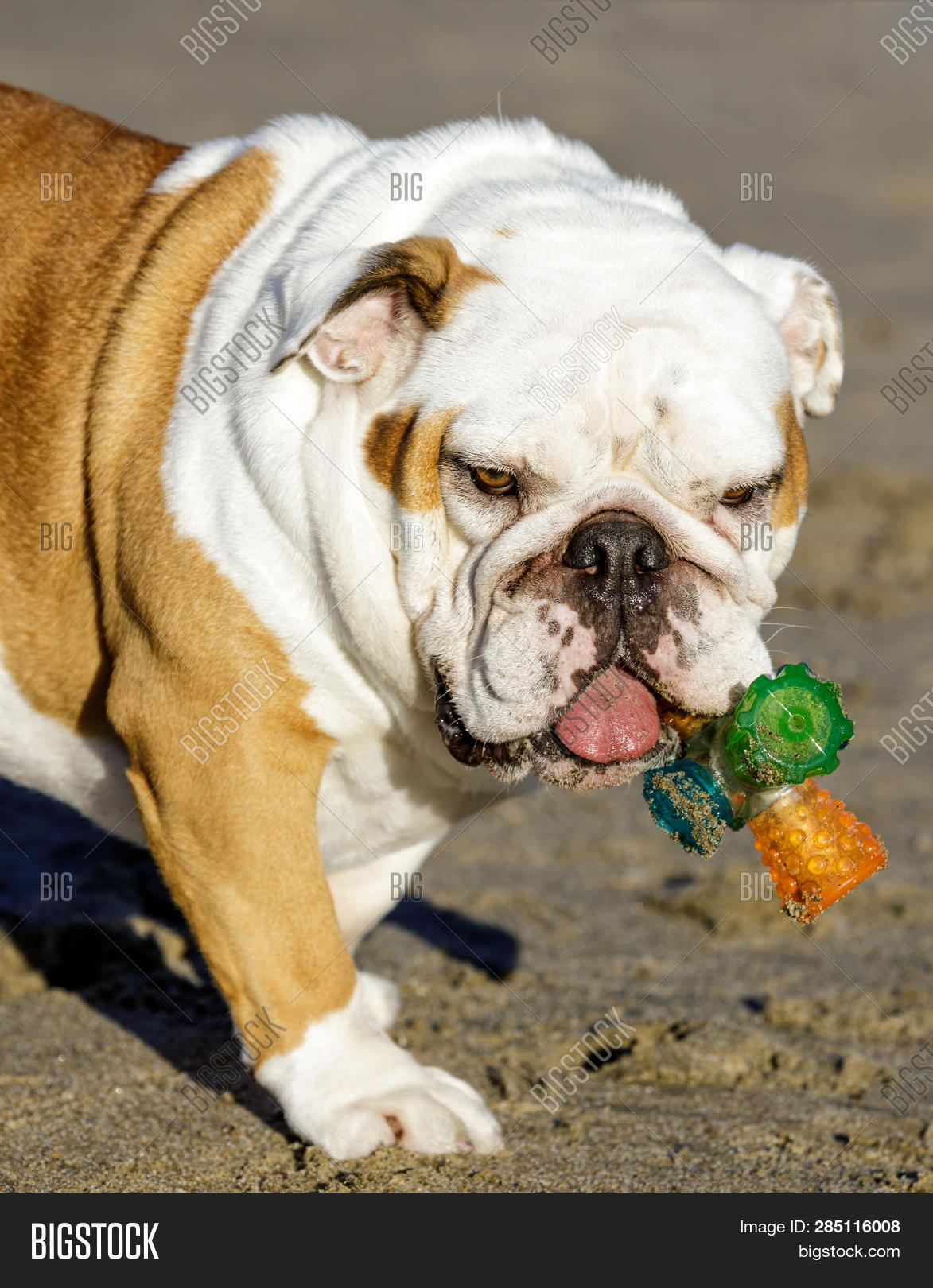 Are Bulldogs Chewers