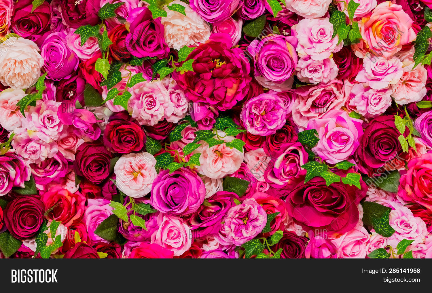 Pink Purple Roses Image & Photo (Free Trial) | Bigstock