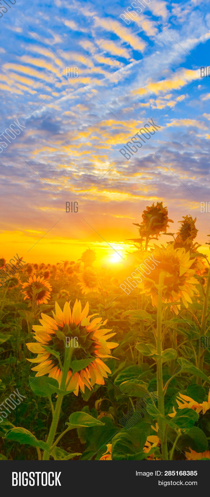 Morning Flowers. Image & Photo (Free Trial) | Bigstock