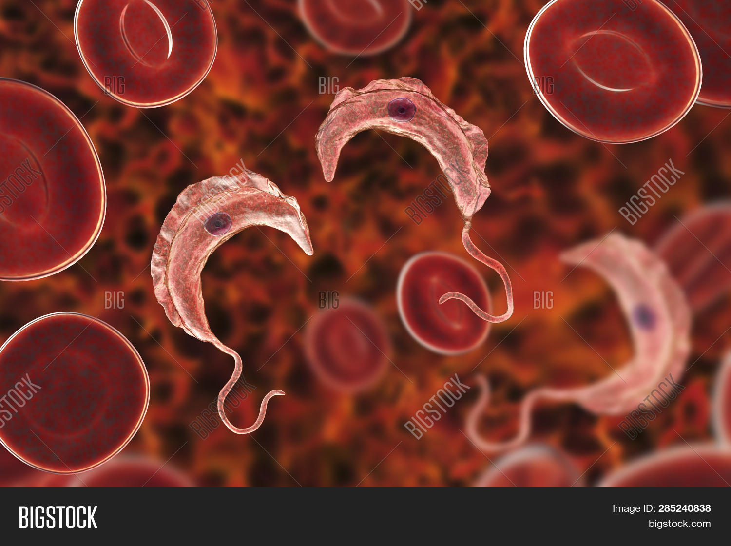 Trypanosoma Brucei Image & Photo (Free Trial) | Bigstock