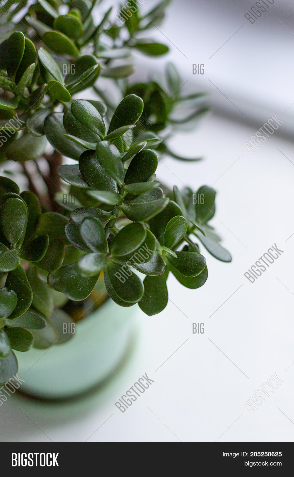 Green Money Tree Pot Image & Photo (Free Trial) | Bigstock