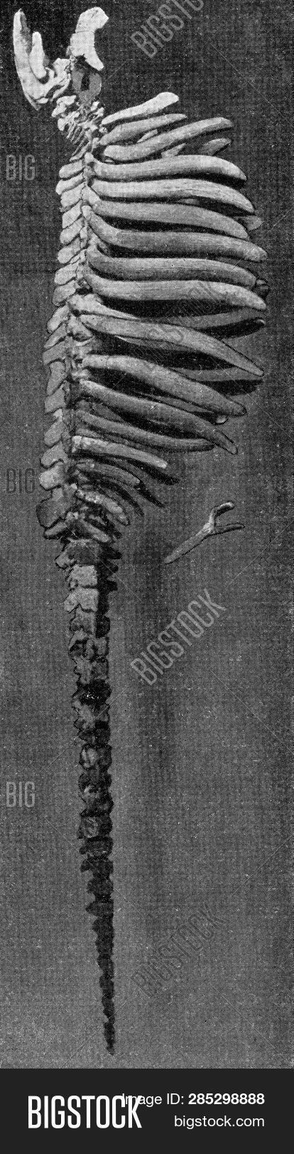 Halitherium Schinzi, Image & Photo (Free Trial) | Bigstock