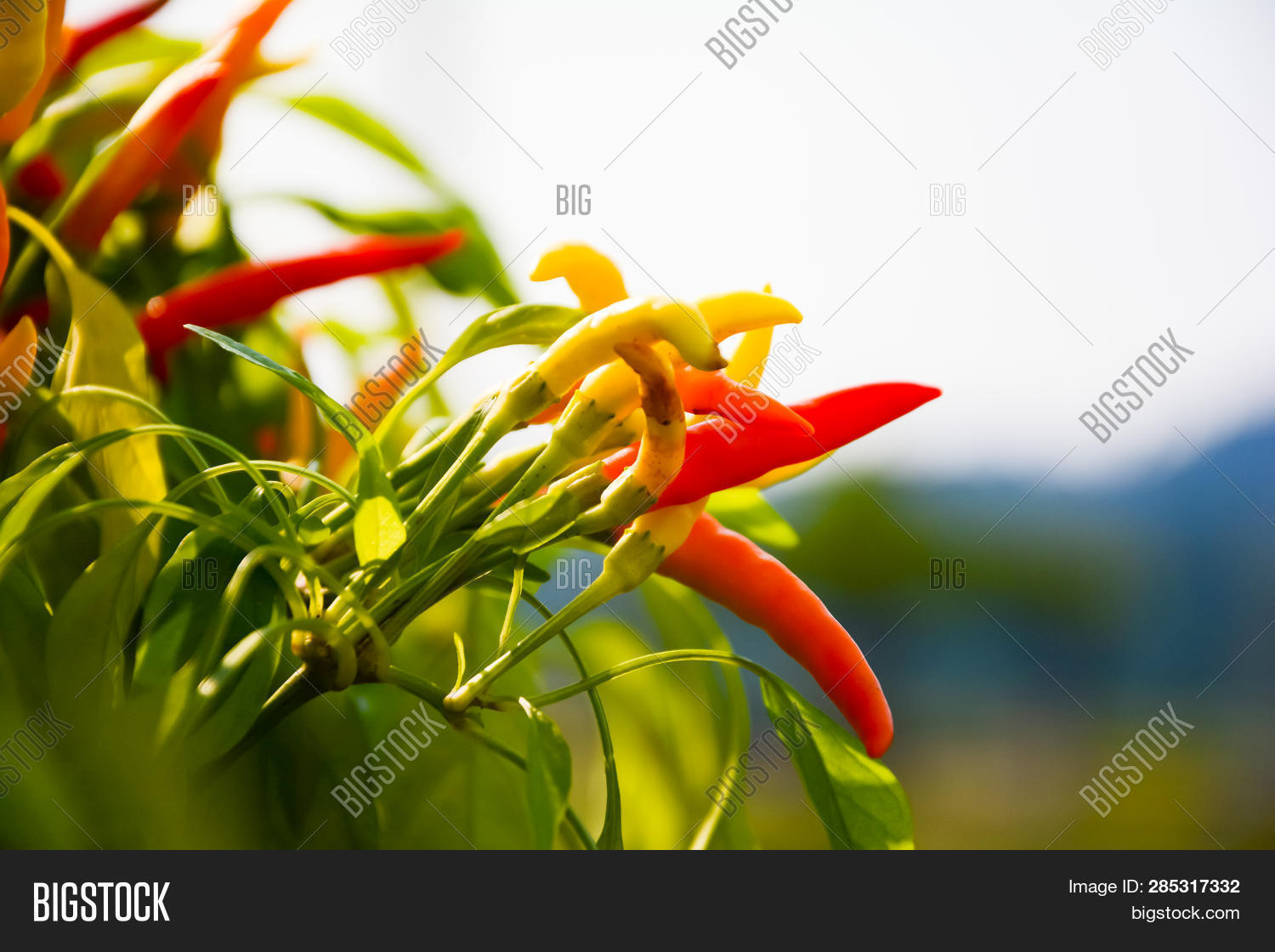 Green, Yellow Red Image & Photo (Free Trial) | Bigstock