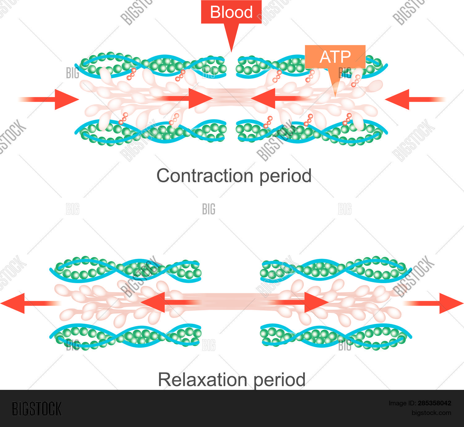 Muscle Contraction Vector & Photo (Free Trial) | Bigstock