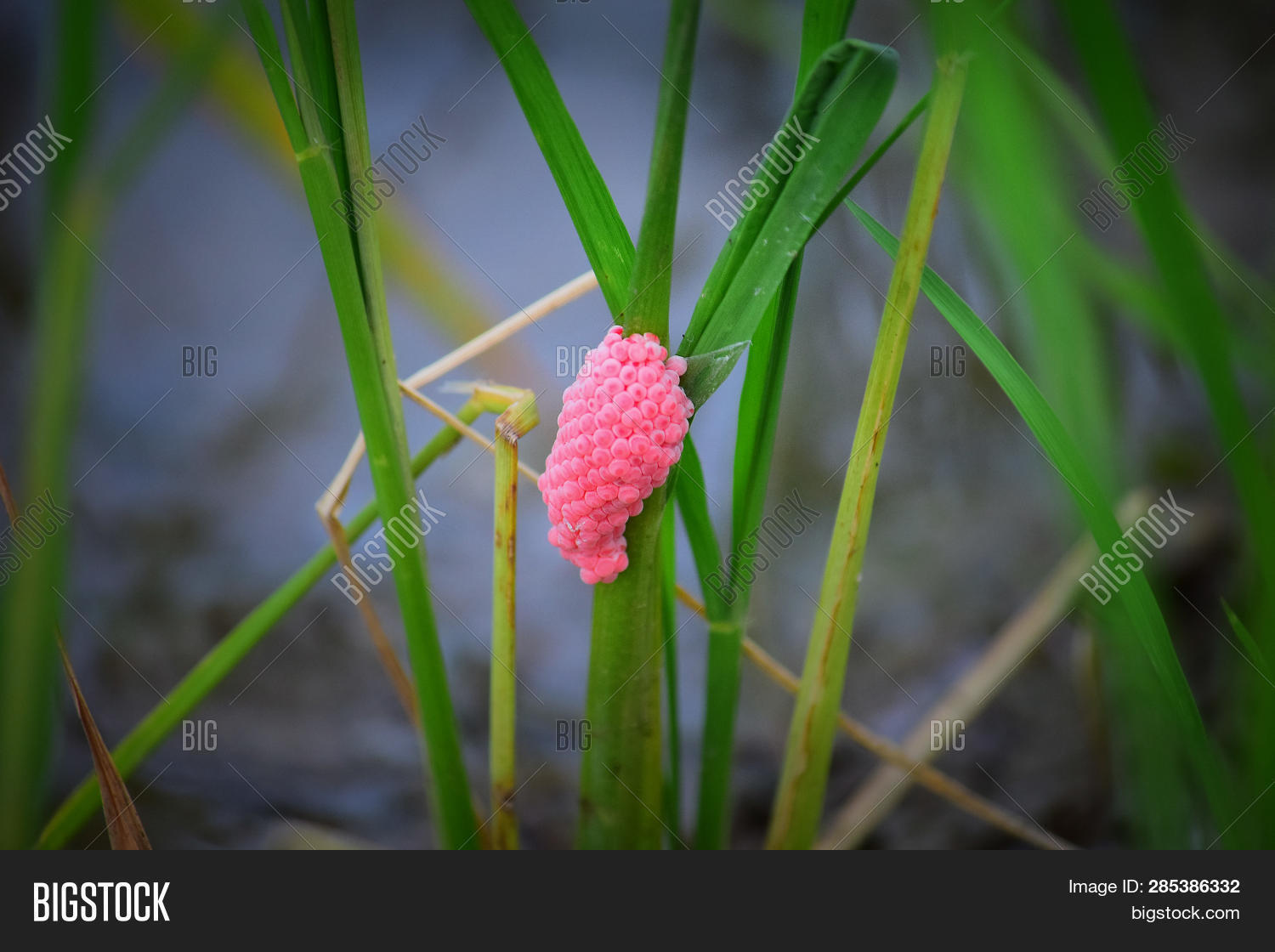 Egg Snail Pink, These Image & Photo (Free Trial) | Bigstock