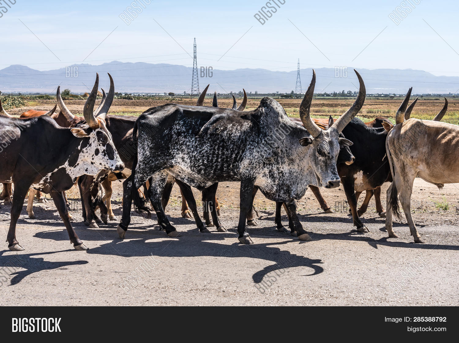 Brahman Zebu Bulls On Image & Photo (Free Trial) | Bigstock