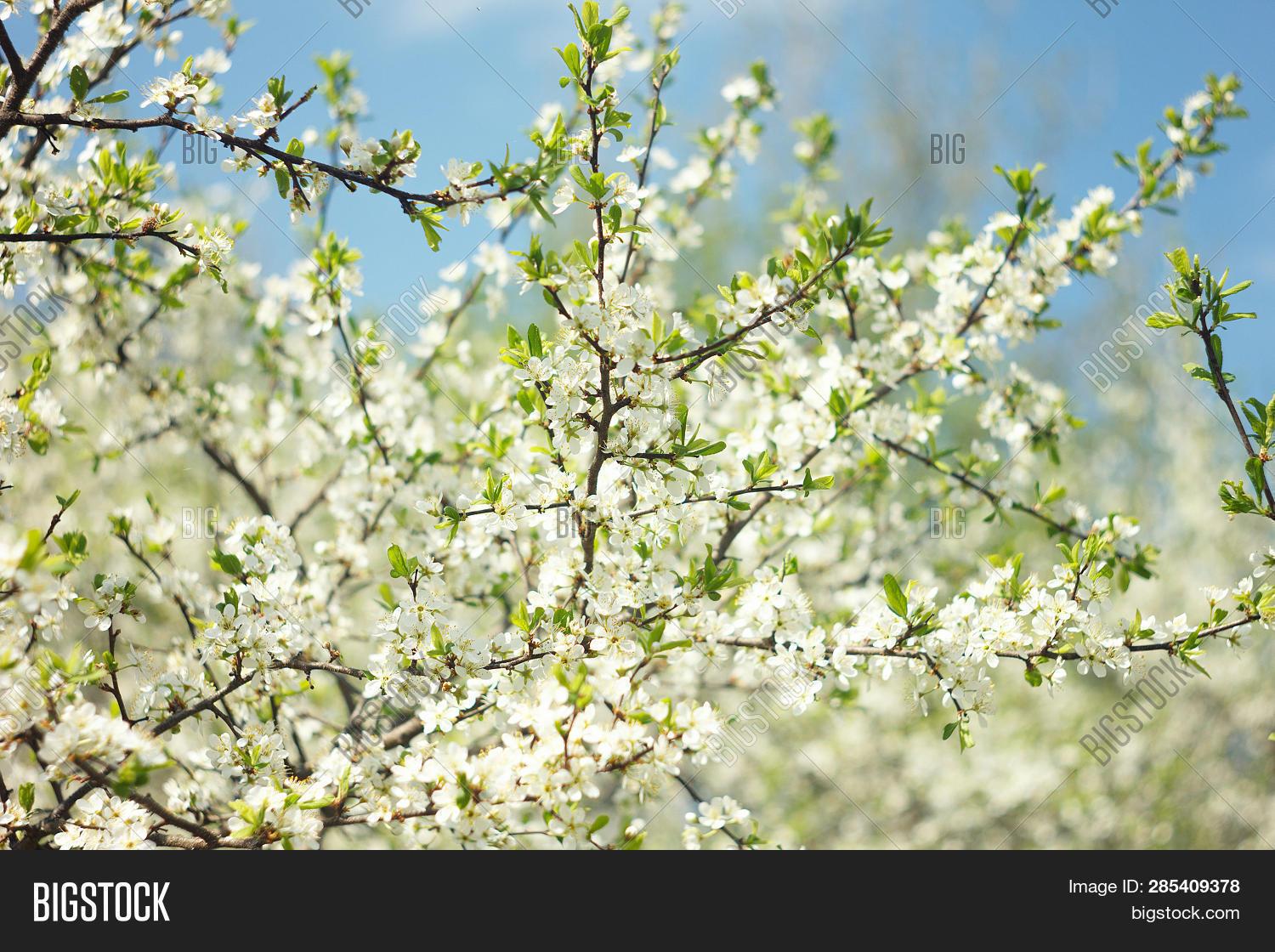 Flowering Spring Tree Image & Photo (Free Trial) | Bigstock