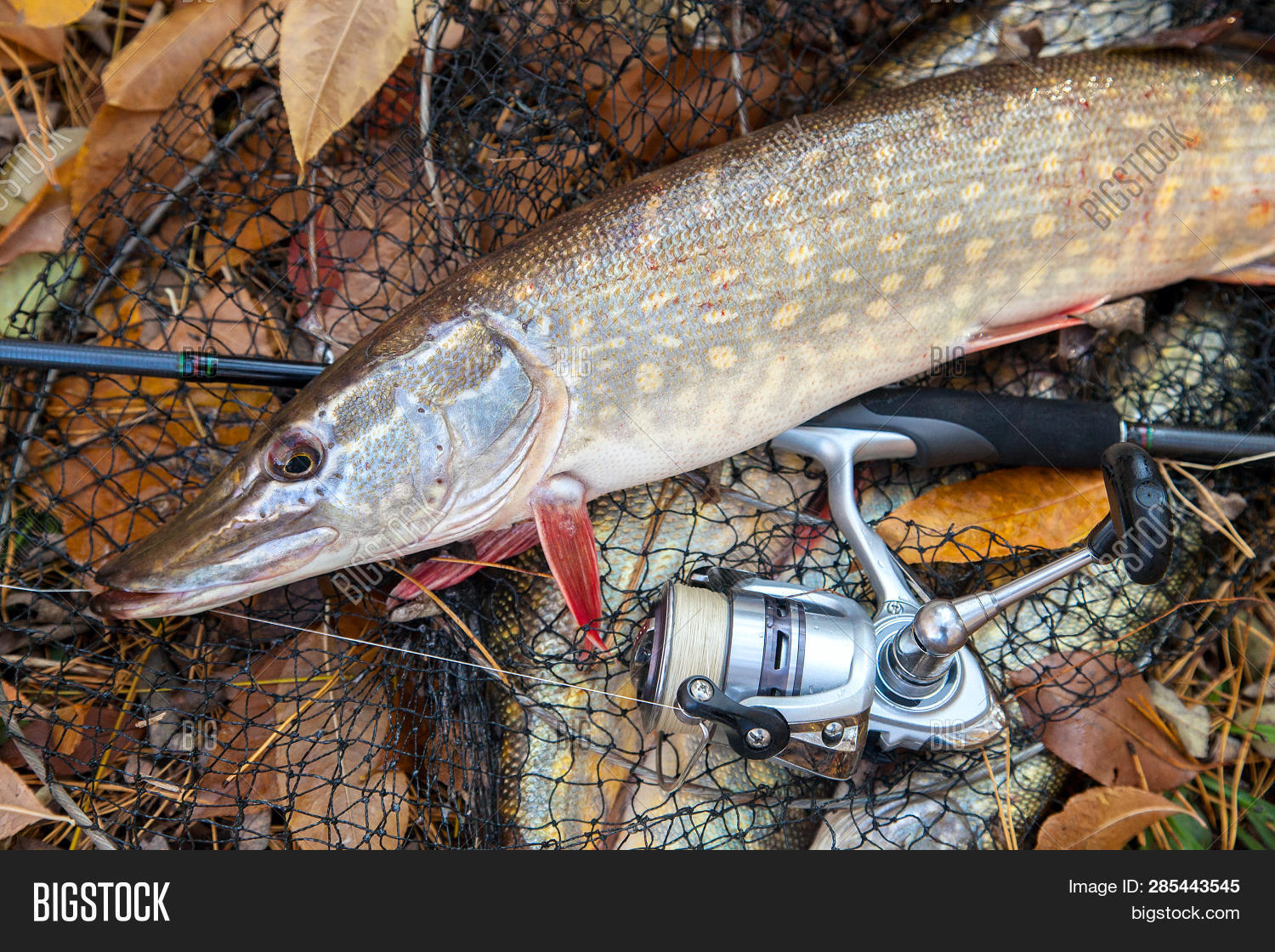 Freshwater Pike Fish. Image & Photo (Free Trial) | Bigstock