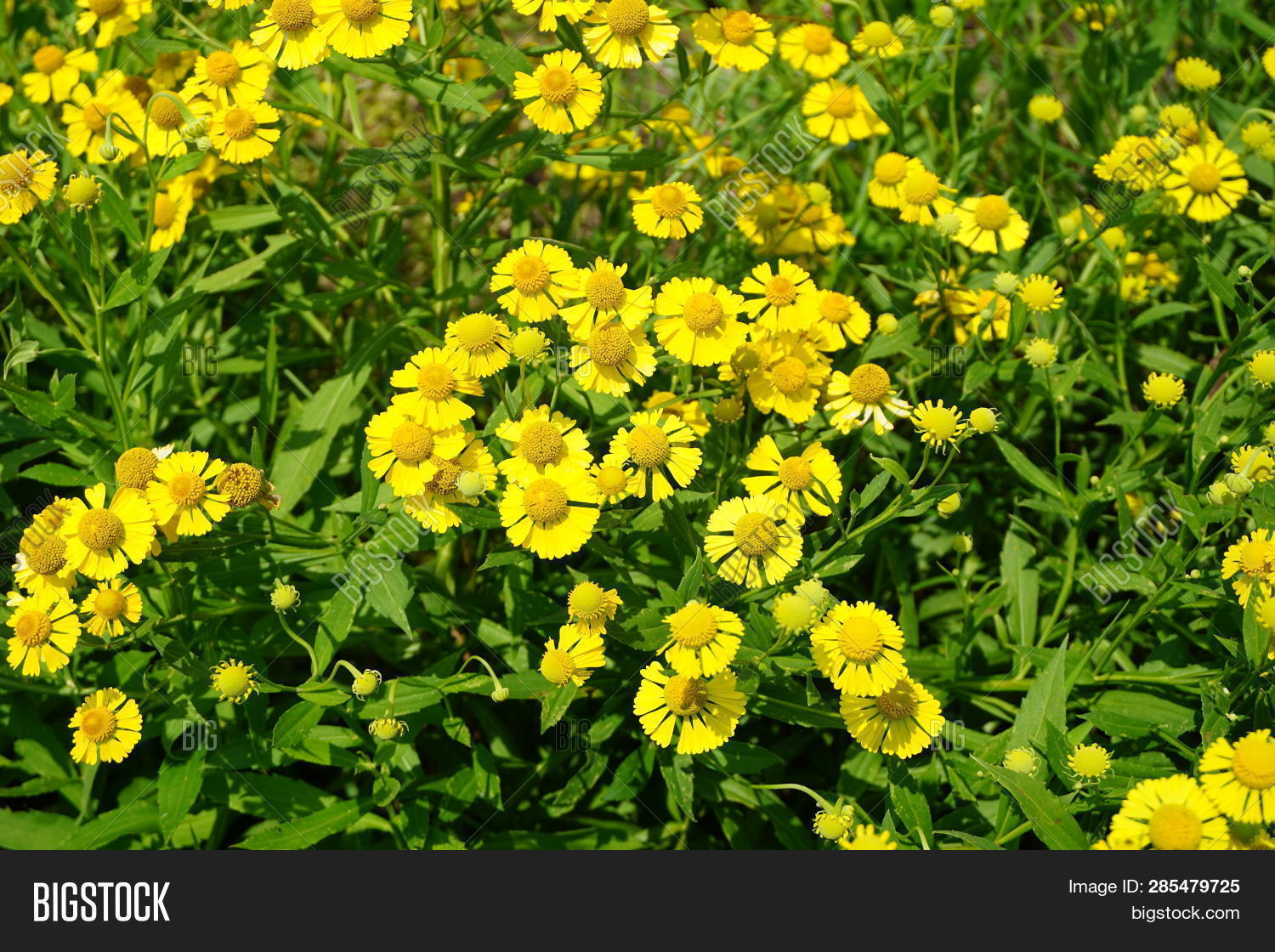Common Sneezeweed ( Image & Photo (Free Trial) | Bigstock